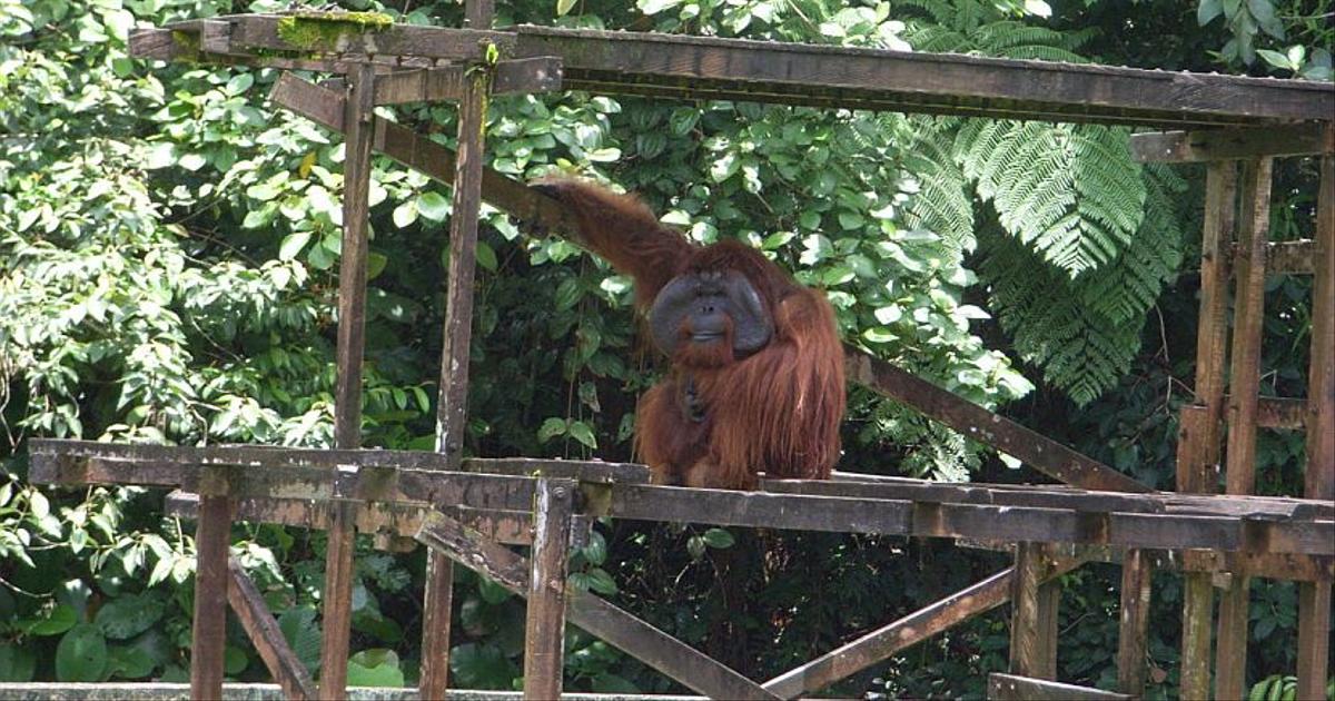 Erika's Review Of The Great Orangutan Project | The Great Projects