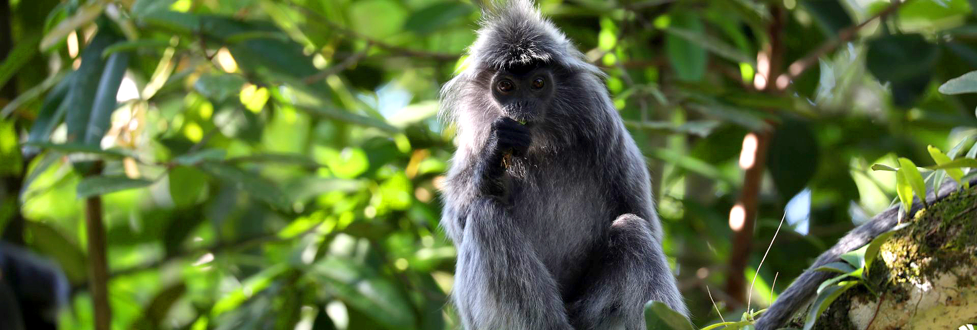 Volunteer With Monkeys Abroad | The Great Projects