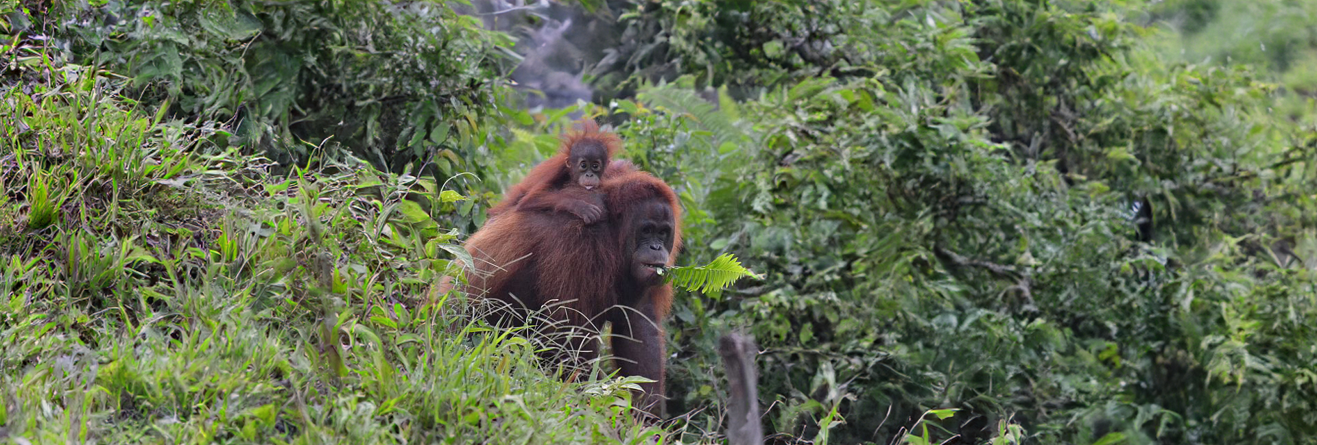 The Evolution Of The Orangutan | The Great Projects