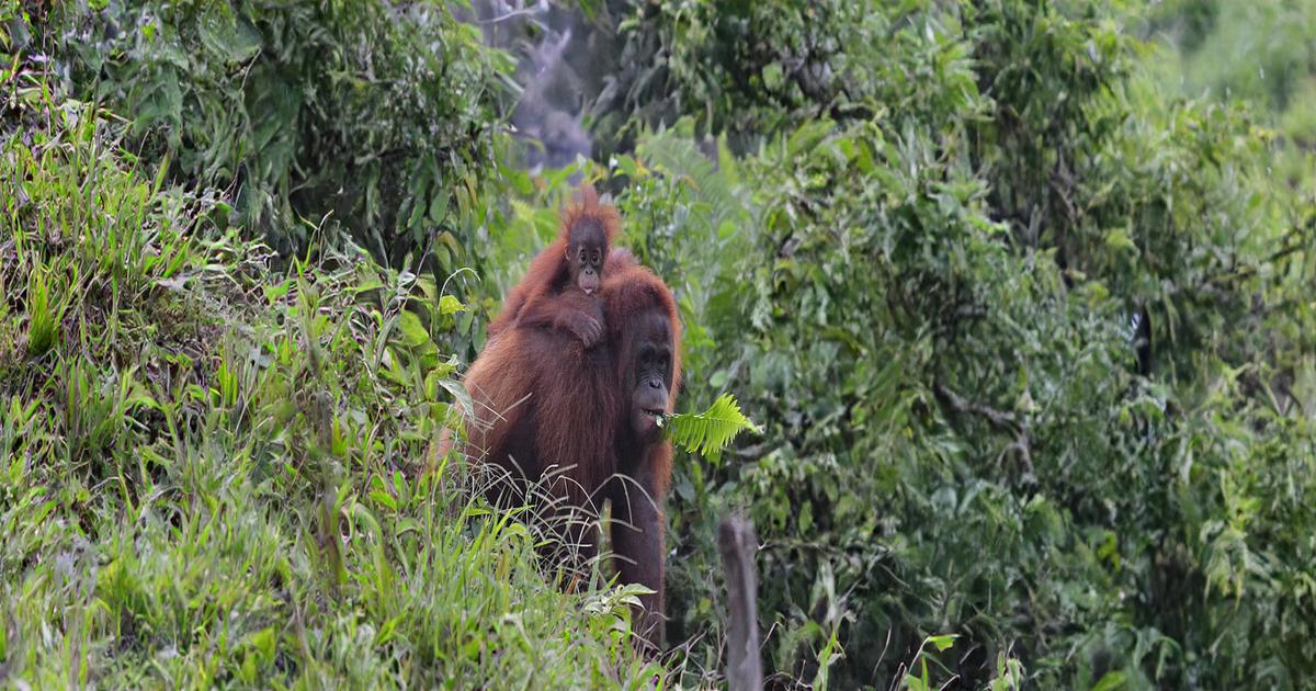 The Evolution Of The Orangutan | The Great Projects