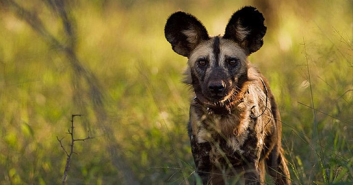 Wild Dogs of Zululand | The Great Projects