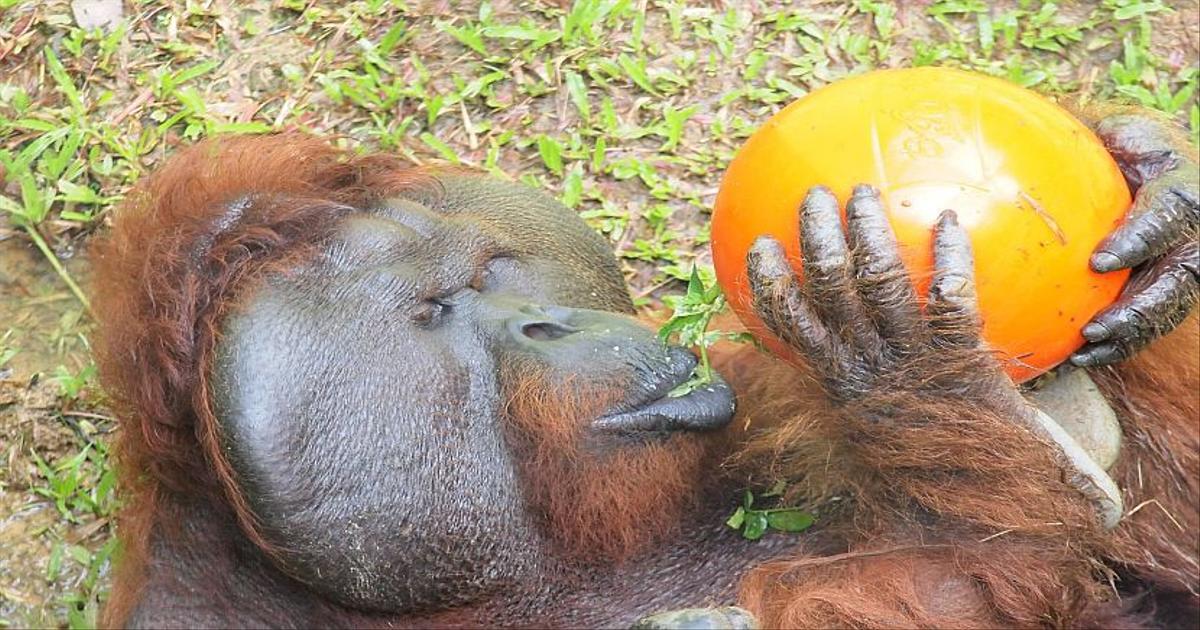 Animal enrichment activities | The Great Projects