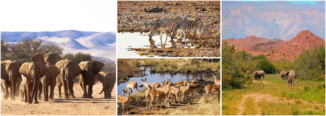 Desert Elephant Conservation in Namibia | The Great Projects