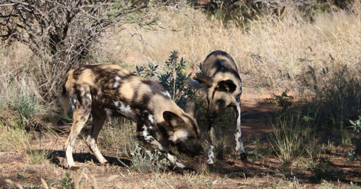 Volunteer Review | Namibia Wildlife Sanctuary | The Great Projects