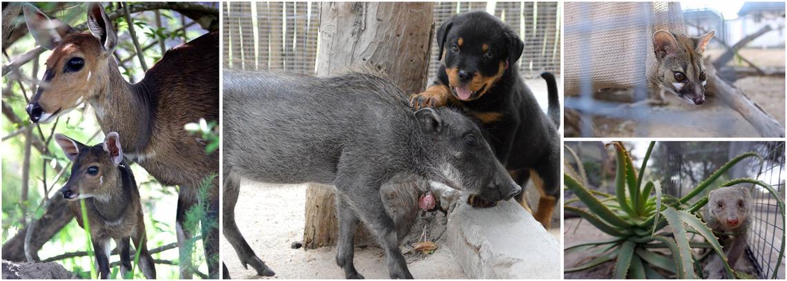 Wildlife Orphanage in South Africa | The Great Projects