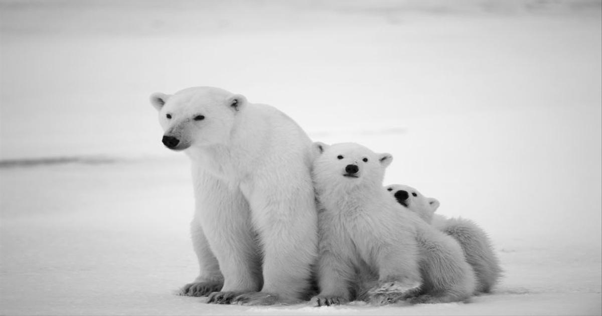 Our List Of The Top 8 Animal Family Photos | The Great Projects