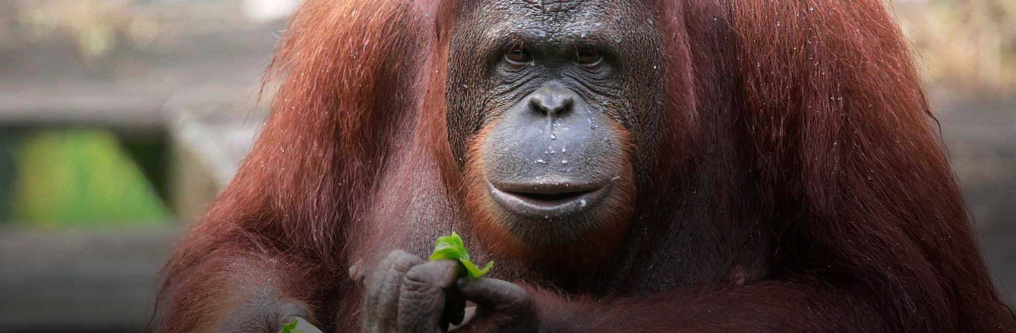 The Great Orangutan Project's Great Apes | The Great Projects
