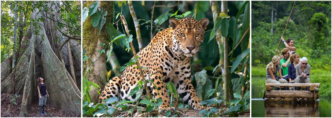 Volunteer On The Amazon Conservation Project! | The Great Projects