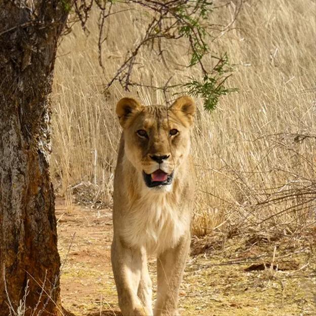 Volunteer in Namibia | The Great Projects