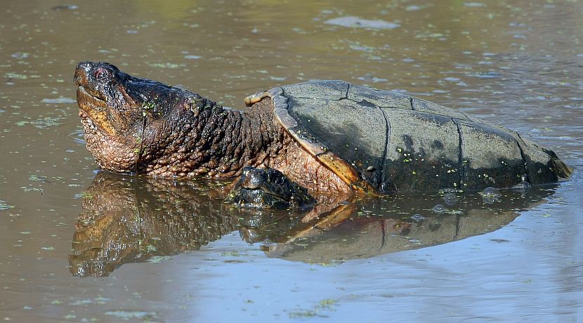 Snapping Turtle Information | The Great Projects