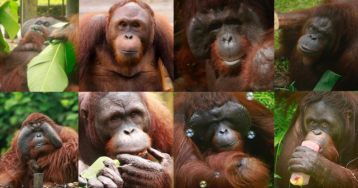 The Great Orangutan Project's Great Apes | The Great Projects