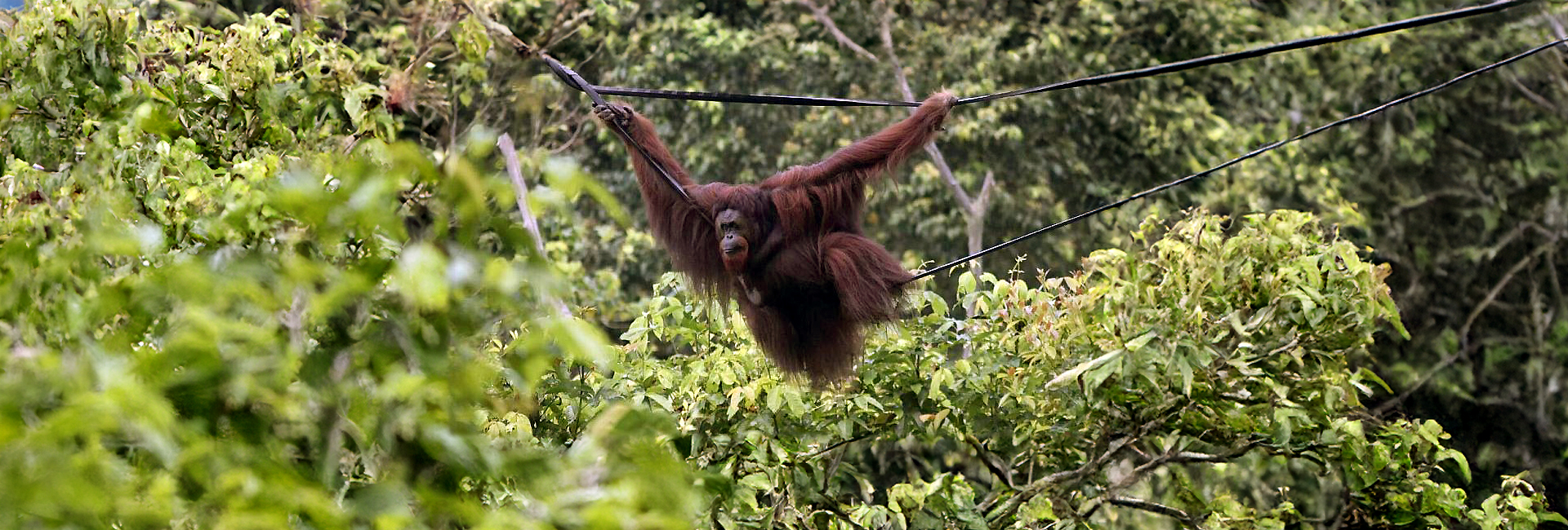 Our Top 3 Orangutan Rehabilitation Stories | The Great Projects