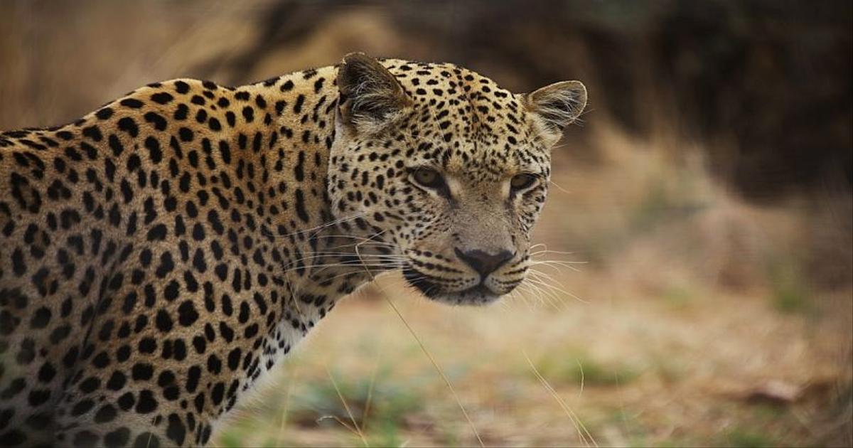 Namibia Wildlife Sanctuary Update | The Great Projects
