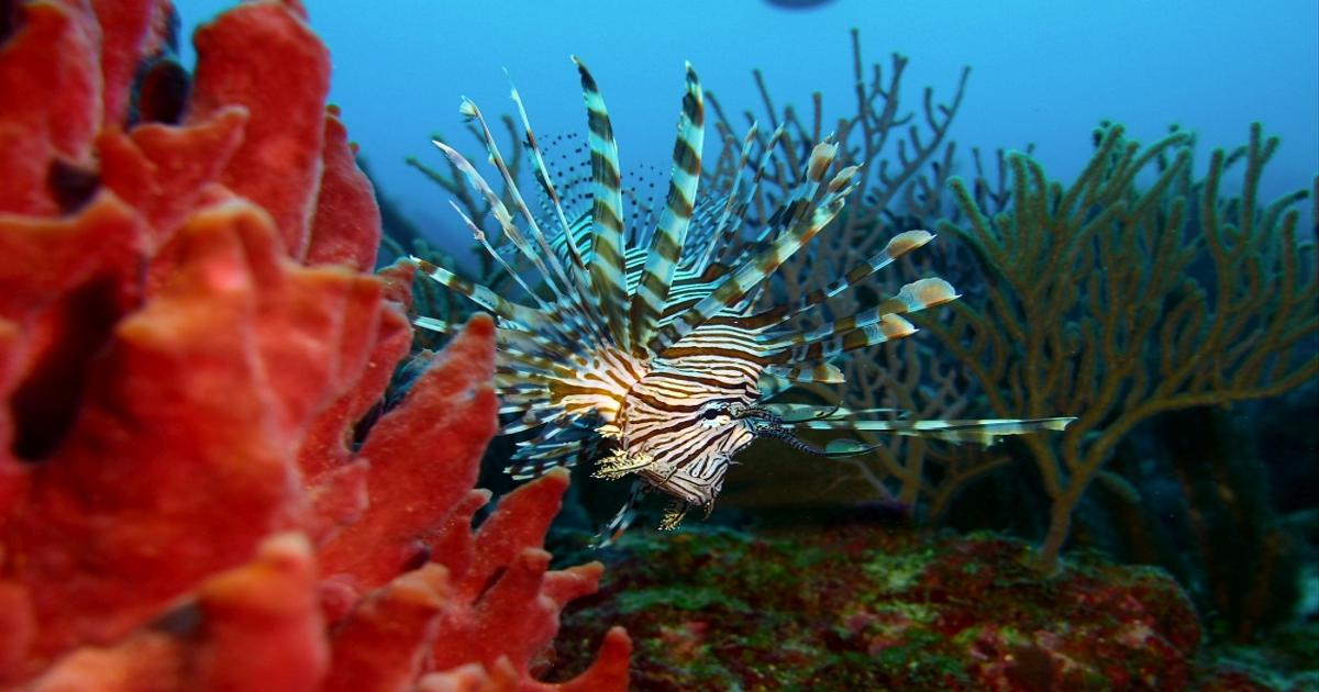 An Invasive Species: The Lionfish | The Great Projects