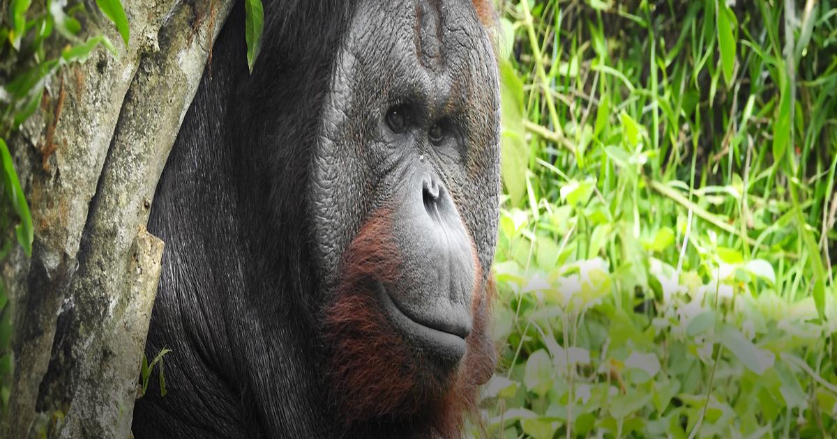 Kopral Moves to Island 3 During Lockdown! | The Great Projects