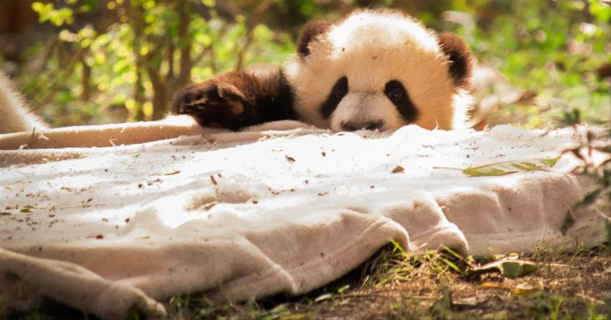 Fascinating Panda Facts | The Great Projects