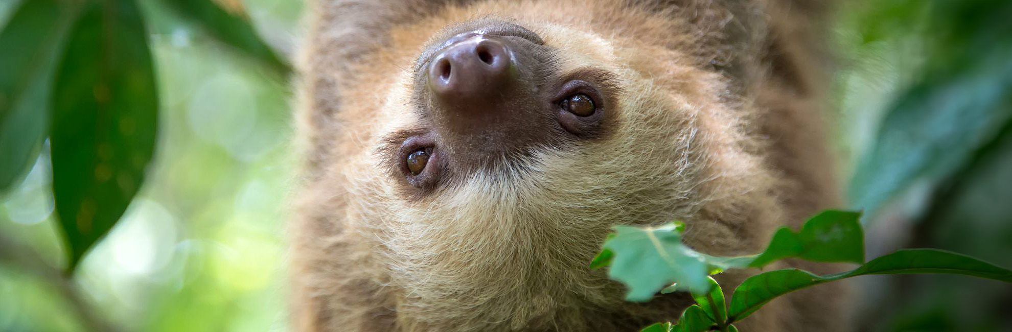 Volunteer with sloths in Costa Rica | The Great Projects